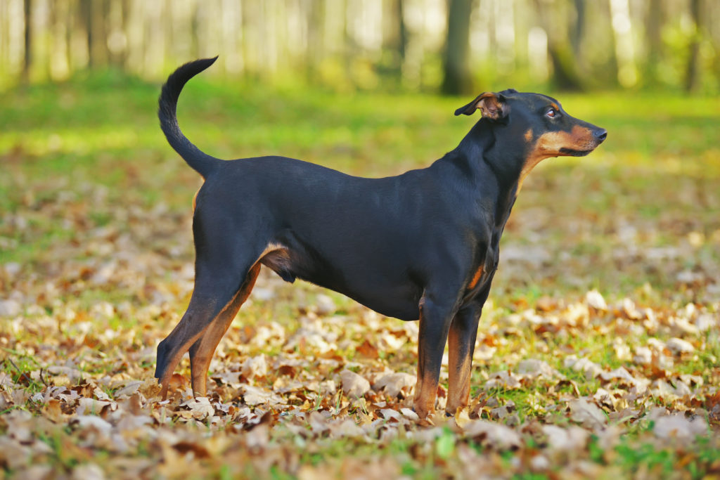 Magazine para cães - Raças de cães: Tudo sobre o Pinscher alemão