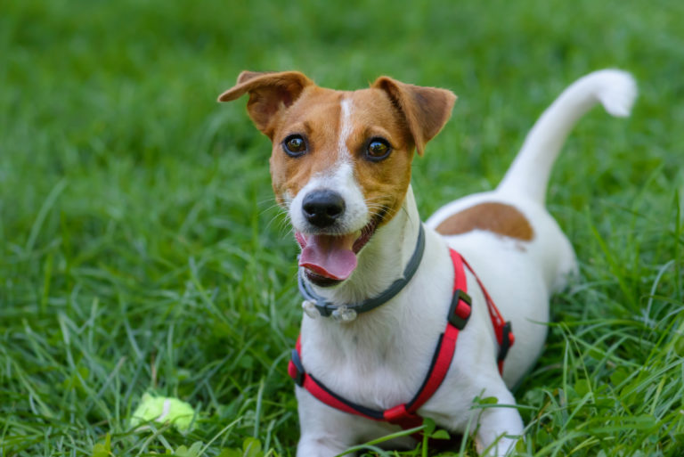 Magazine para cães - Raças de cães: Tudo sobre o Jack Russell Terrier