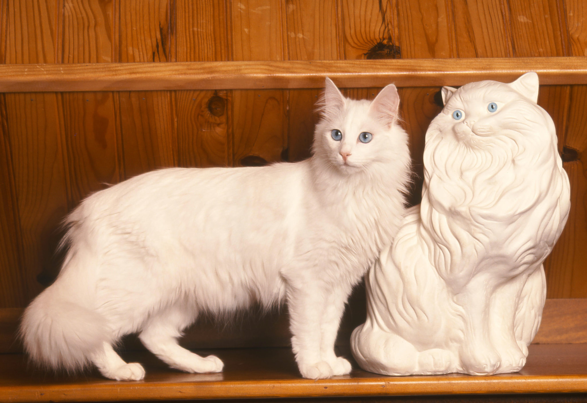 Criadores De Angora Turco Razas De Gatos: Angora Turco Mascotas