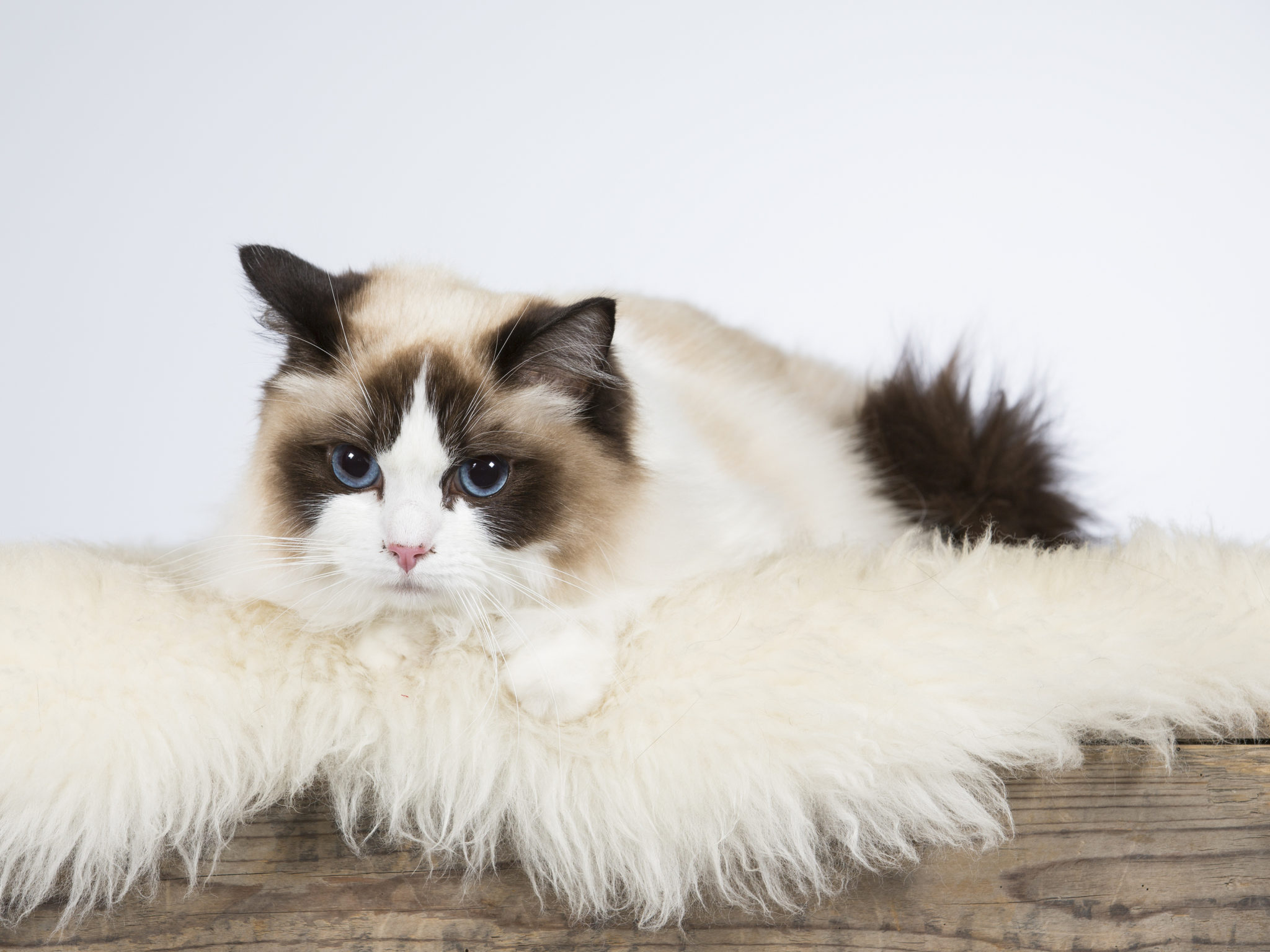 Magazine para gatos - Raças de gatos: tudo sobre o ragdoll