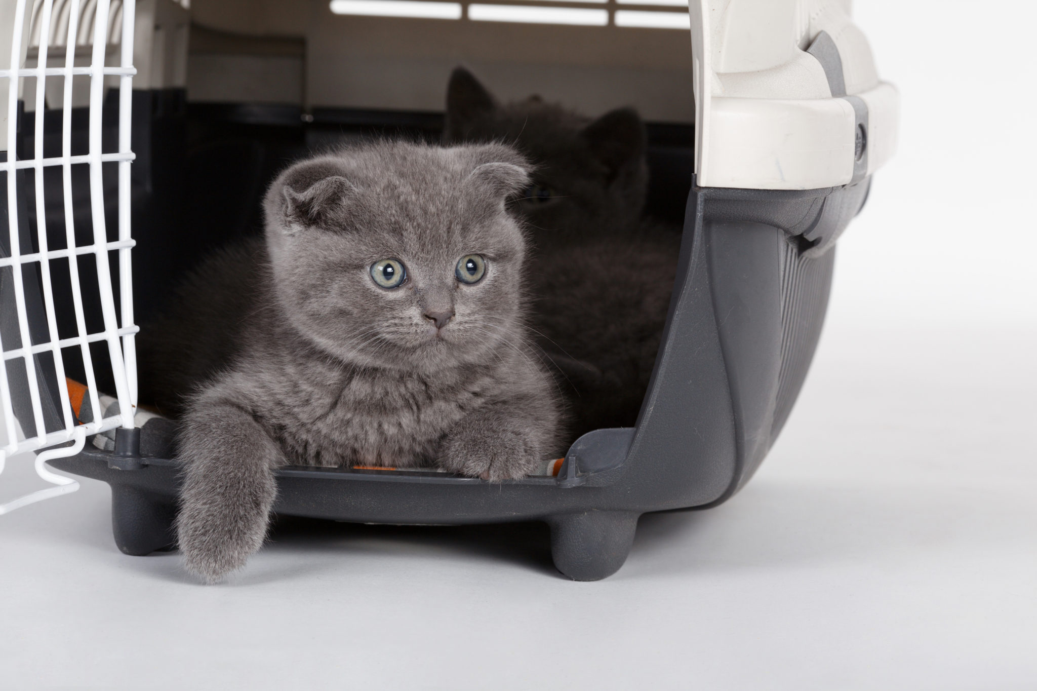 Magazine para gatos - Viajar com gatos: Viajar de avião com gato