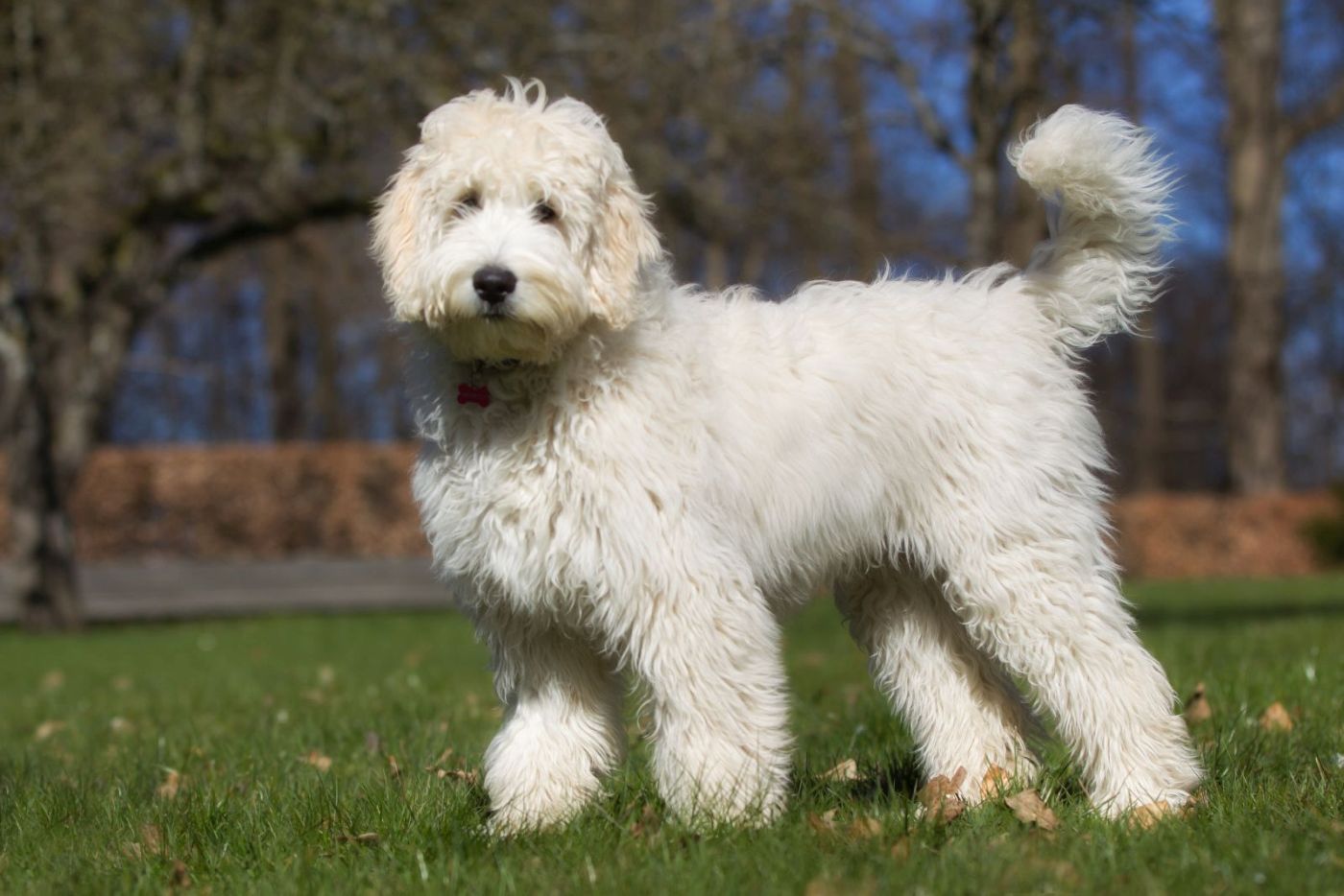 Labradoodle | Características e cuidados | Zooplus Magazine