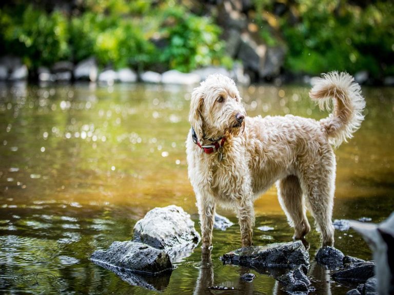 Labradoodle | Características e cuidados | Zooplus Magazine