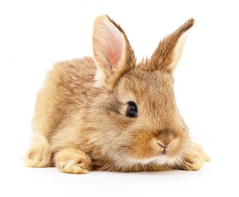 A adaptação dos coelhos ao novo lar | Dicas úteis