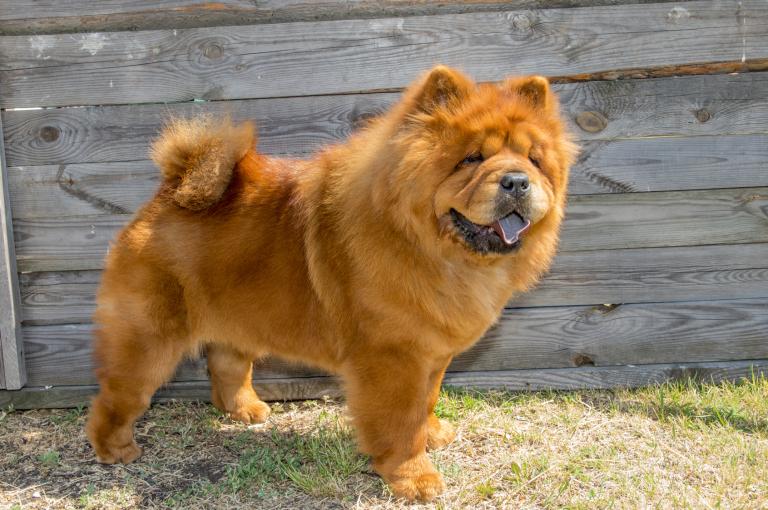 Chow-Chow: conheça as características da raça e como cuidar