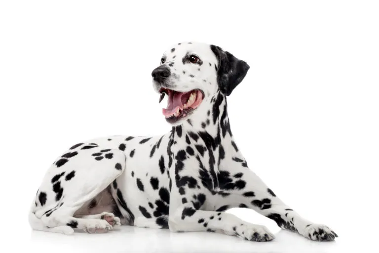 Todo Dalmata Branco