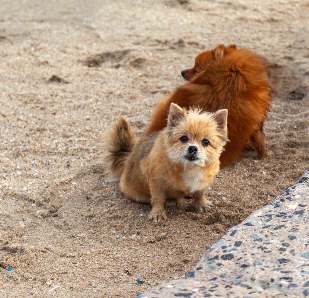 Shiranian | Personalidade, características físicas e cuidados