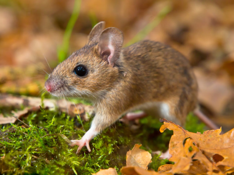 Rato do campo de pescoço amarelo | zooplus Magazine