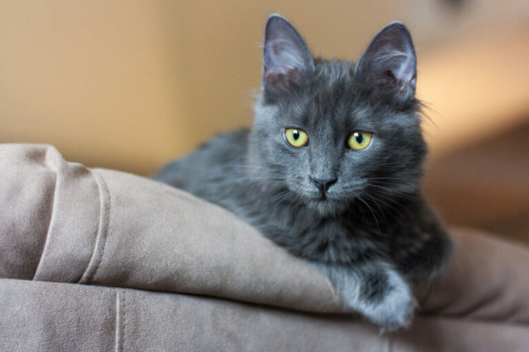 Nebelung | Características e como cuidar | zooplus Magazine