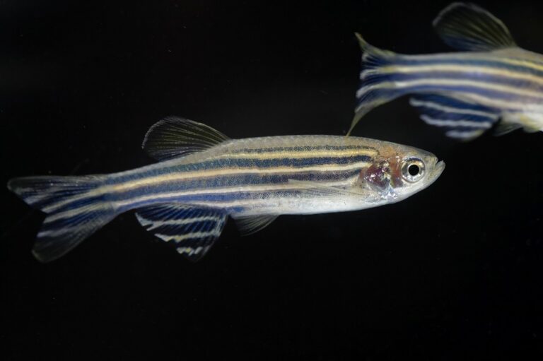 Peixe-zebra (Danio rerio) | zooplus Magazine