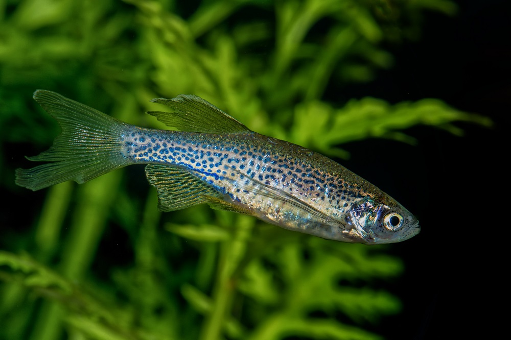 Peixe-zebra (Danio rerio) | zooplus Magazine
