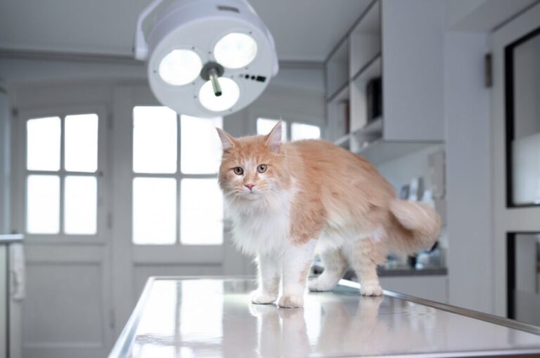 Ataxia em gatos | Causas, tratamento e prognóstico