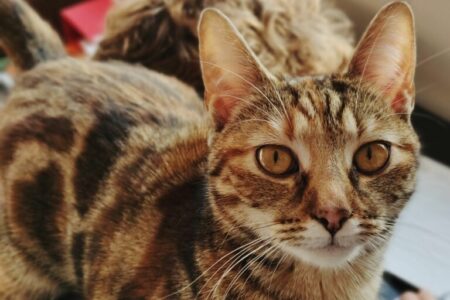 Sokoke | Características e personalidade da raça