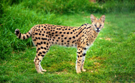 Serval | Características físicas, personalidade, habitat