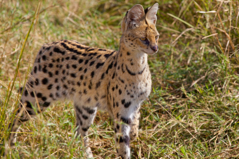 Serval | Características físicas, personalidade, habitat