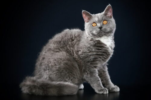Selkirk Rex | Personalidade e cuidados