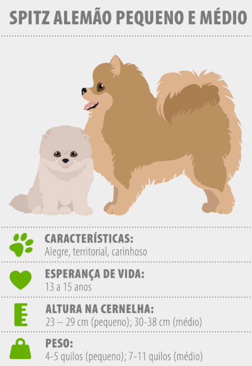 Spitz alemão pequeno e médio | Personalidade, saúde e educação