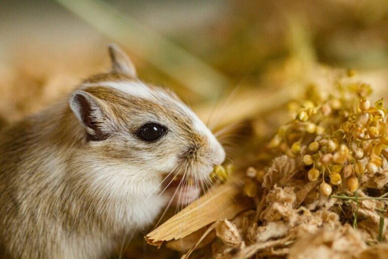 Gerbo | Raças de roedores e furões | zooplus Magazine
