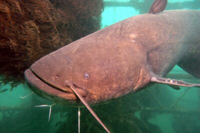 Siluro | Espécies de peixes | zooplus Magazine