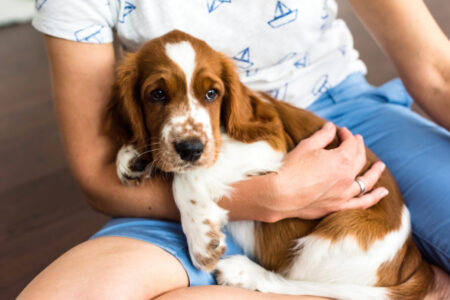 English springer spaniel | Raças de cães | zooplus Magazine