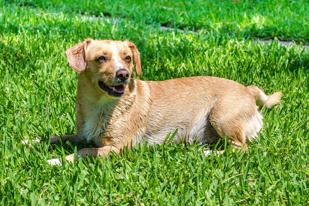 Kokoni | Raças de cães | zooplus Magazine