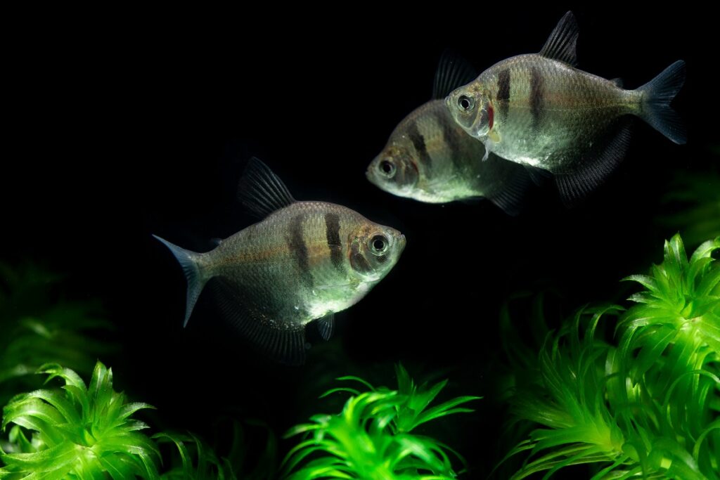 Especies De Peixes Tetra Temas JBL Para O Seu Hobby