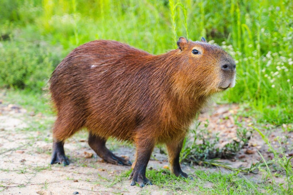 Capivara | Raças de roedores e furões | zooplus Magazine