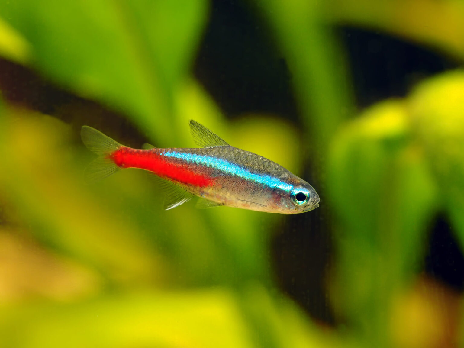Peixes de aquário: as dez espécies favoritas | zooplus Magazine
