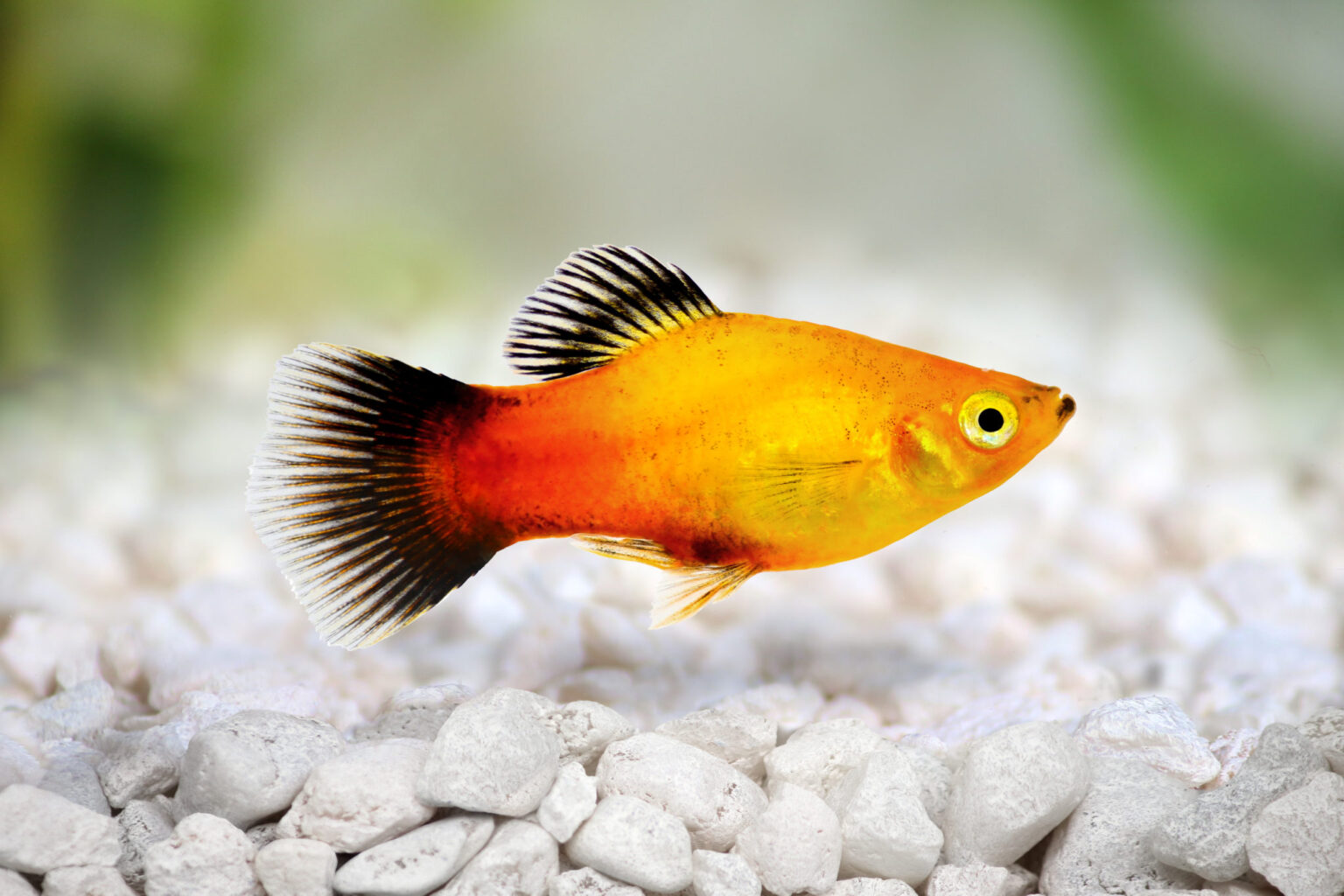 Peixes de aquário: as dez espécies favoritas | zooplus Magazine