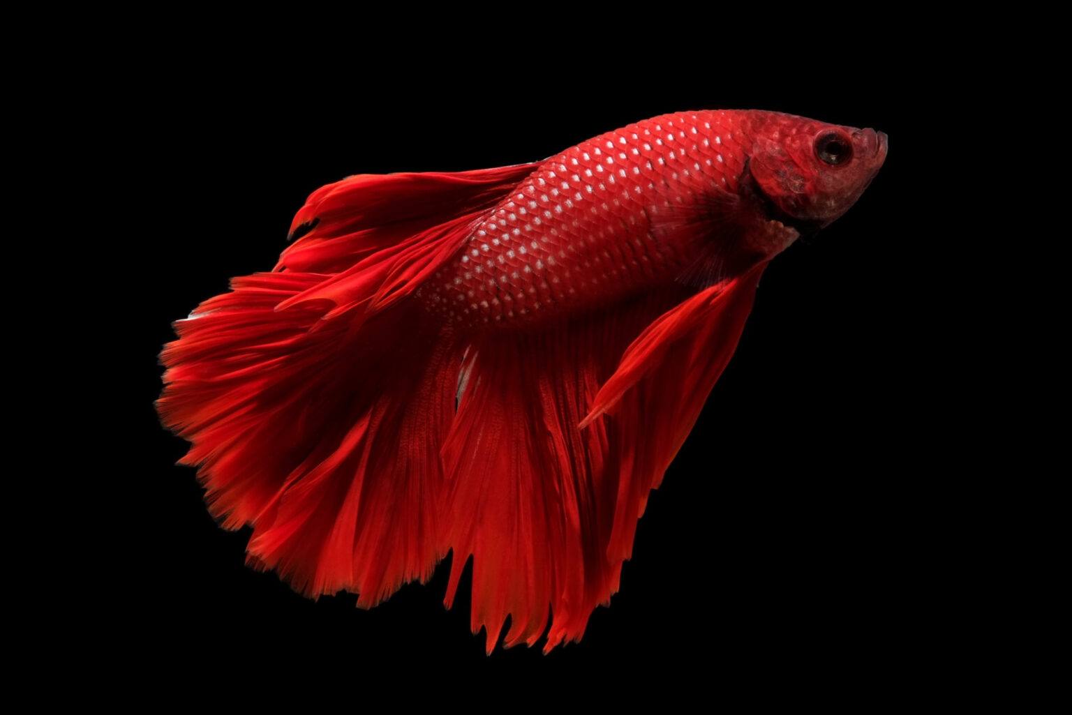 Peixes de aquário: as dez espécies favoritas | zooplus Magazine