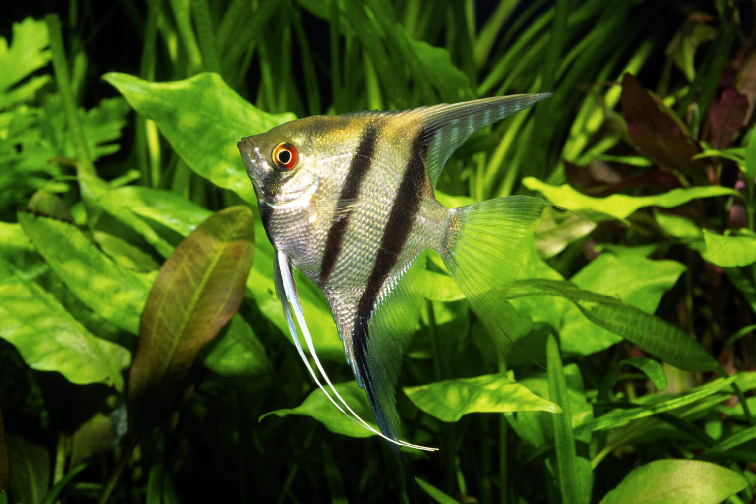 Peixes de aquário: as dez espécies favoritas | zooplus Magazine