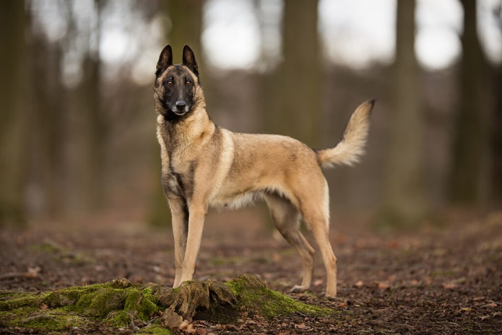 Pastor belga (malinois) | Raças de cães | zooplus Magazine