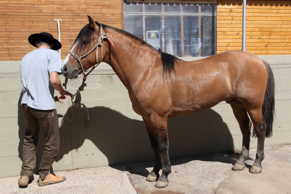 Crioulo | Raças e tipos de cavalos | zooplus Magazine