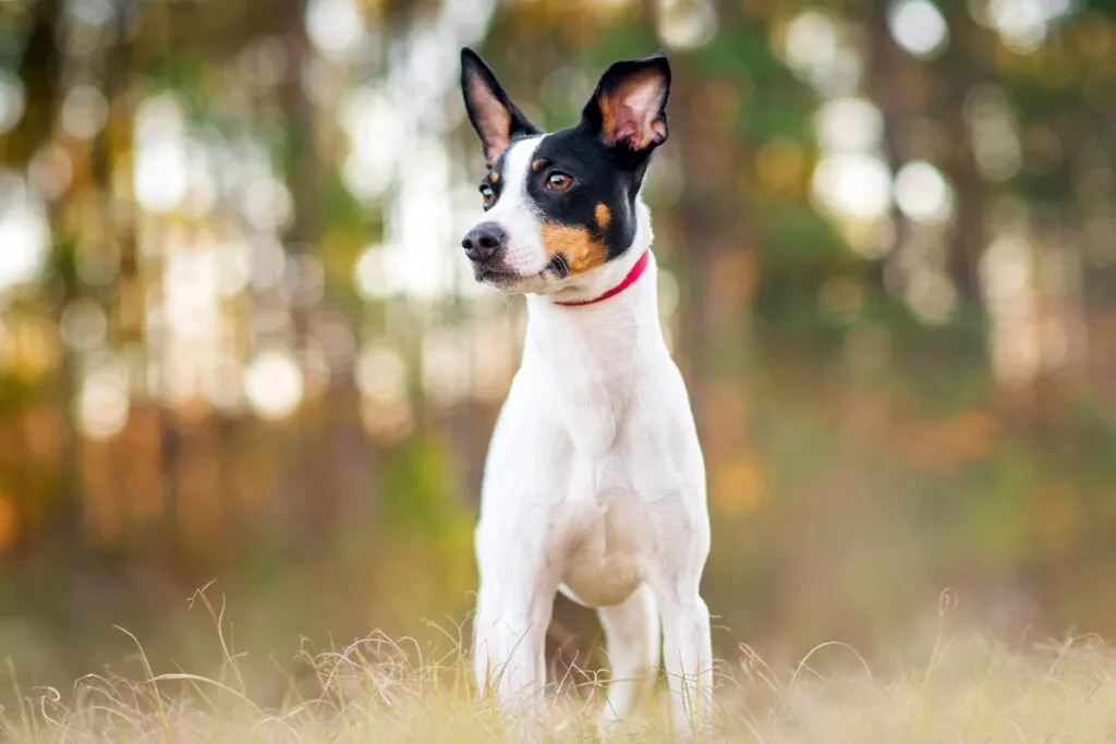 Rat terrier | Raças de cães | zooplus Magazine